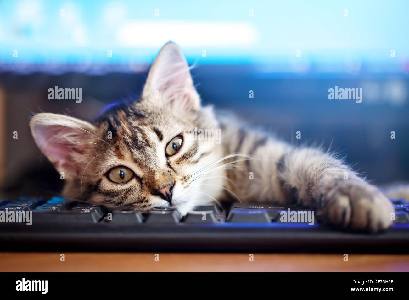 Tired Kitten Computer