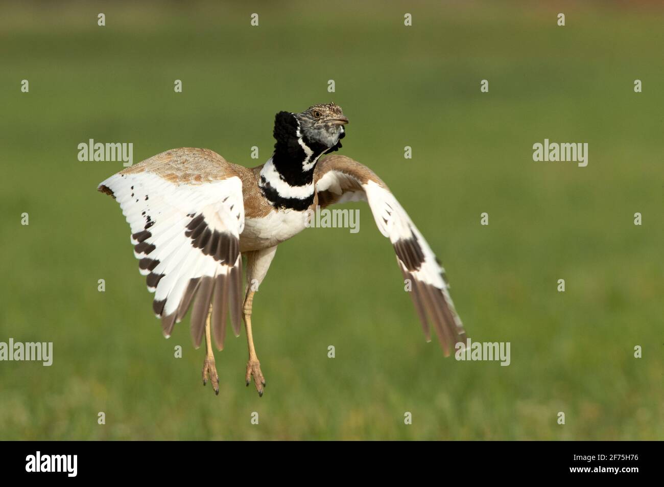 Male Little bustard performing mating jumps in his breeding territory ...