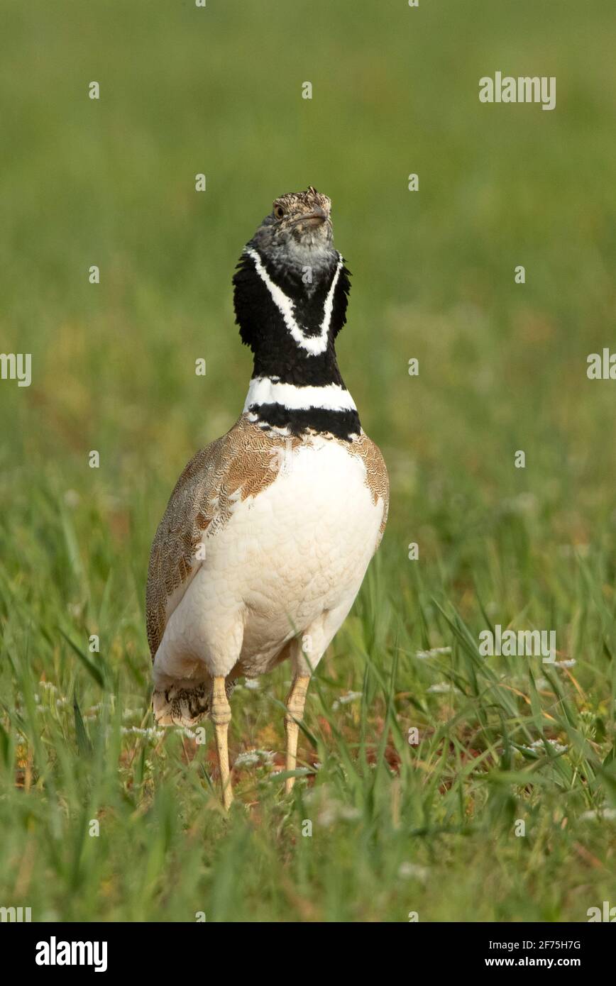 Male Little bustard in the mating season in his breeding territory with ...