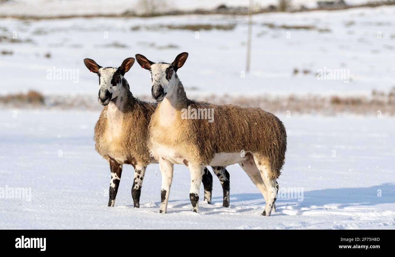 Blue Faced Leicester gimmer hoggs out on snow, Cumbria, UK Stock Photo ...