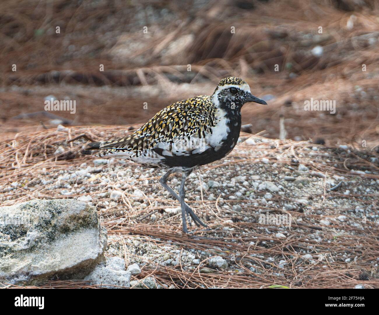 Australian golden plover hi-res stock photography and images - Alamy