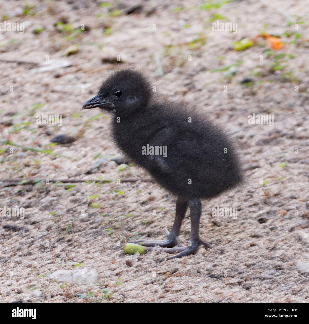 Baby Rail Bird