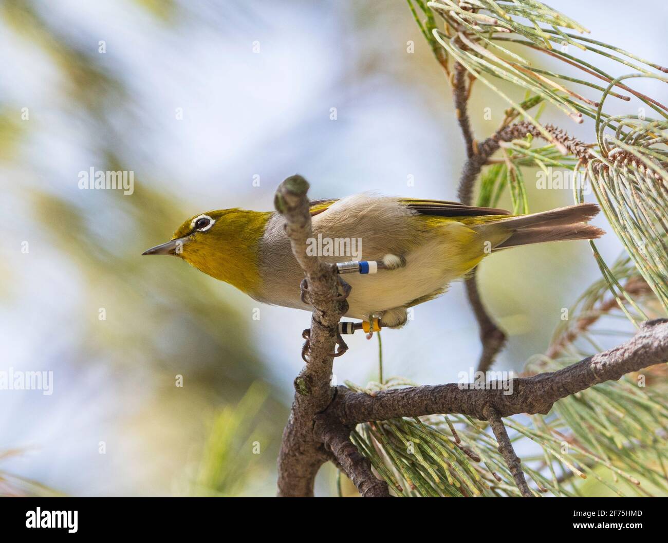 Queensland silvereye hi-res stock photography and images - Alamy