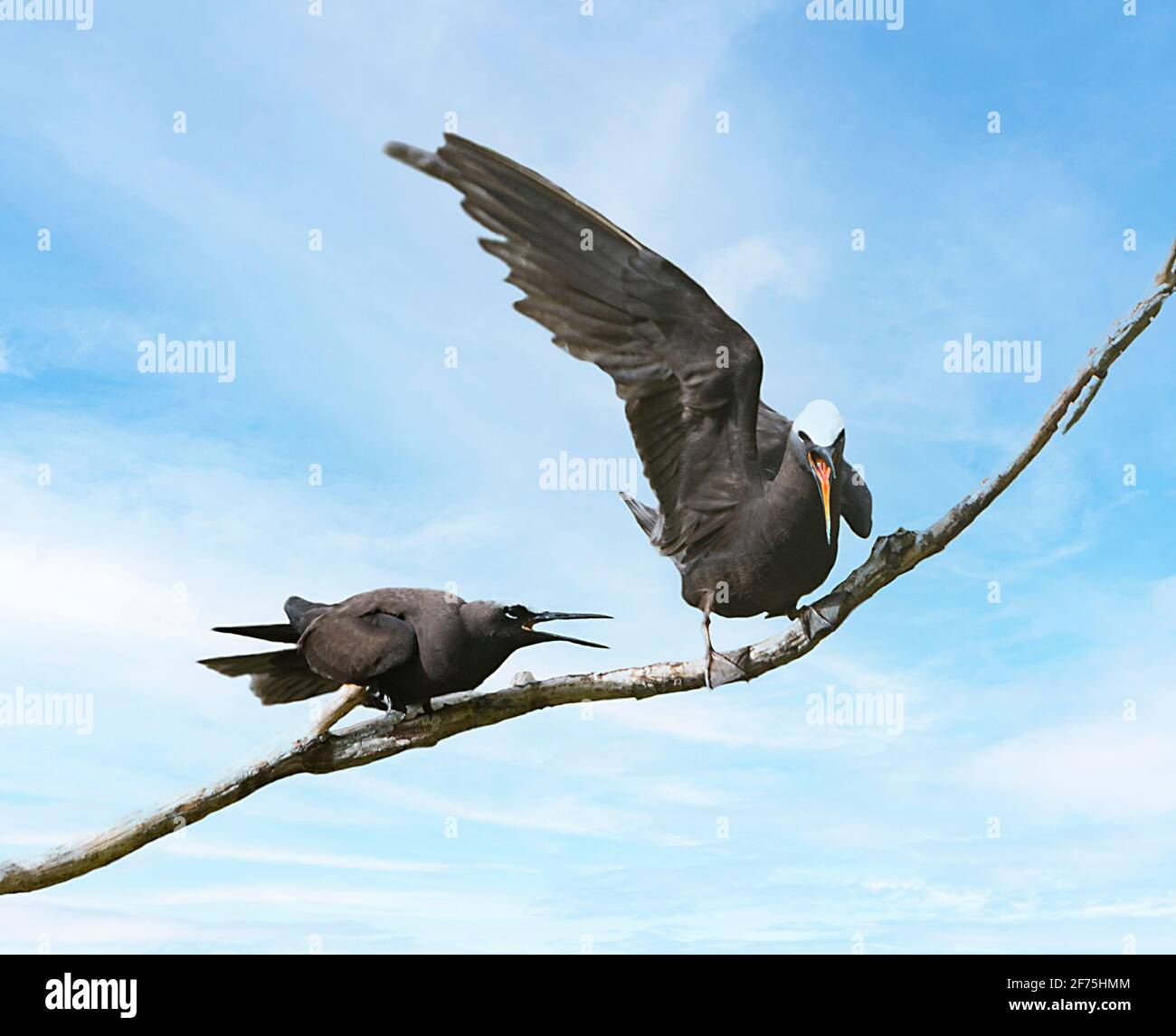 White noddy perching hi-res stock photography and images - Alamy
