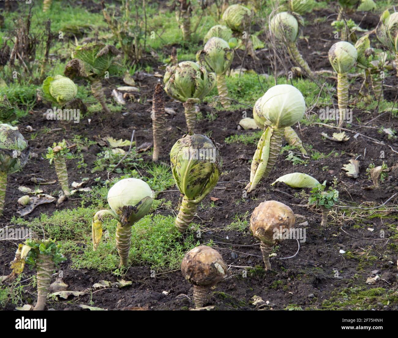 Unharvested rotting cabbage field. Waste Stock Photo - Alamy