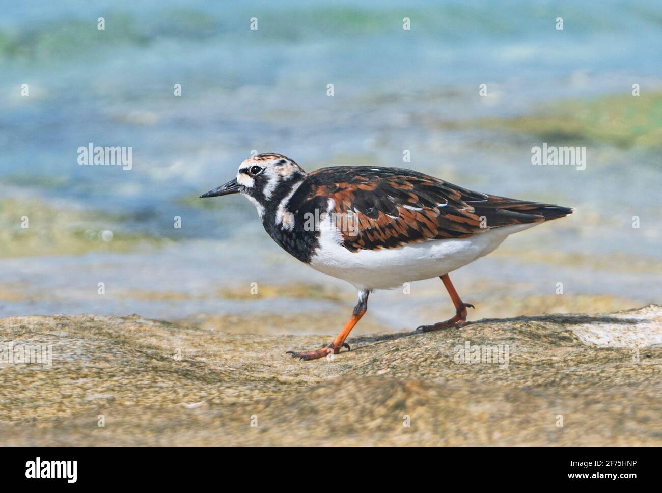 Side view of a Ruddy Turnstone (Arenaria interpres) walking on the ...