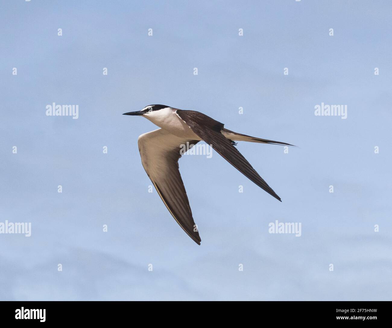 Bridled Tern (Onychoprion anaethetus) in flight, Heron Island, Southern ...