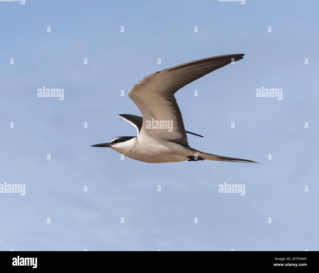 Bridled Tern (Onychoprion anaethetus) in flight, Heron Island, Southern ...