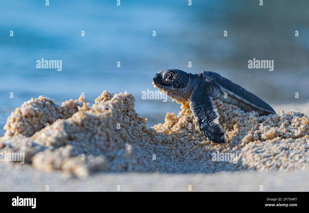 Green sea turtle hatchlings hi-res stock photography and images - Alamy