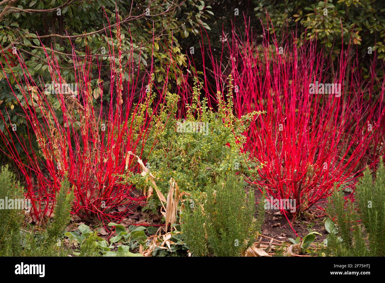 Detail of some red reeds against a green background of bushes Stock ...