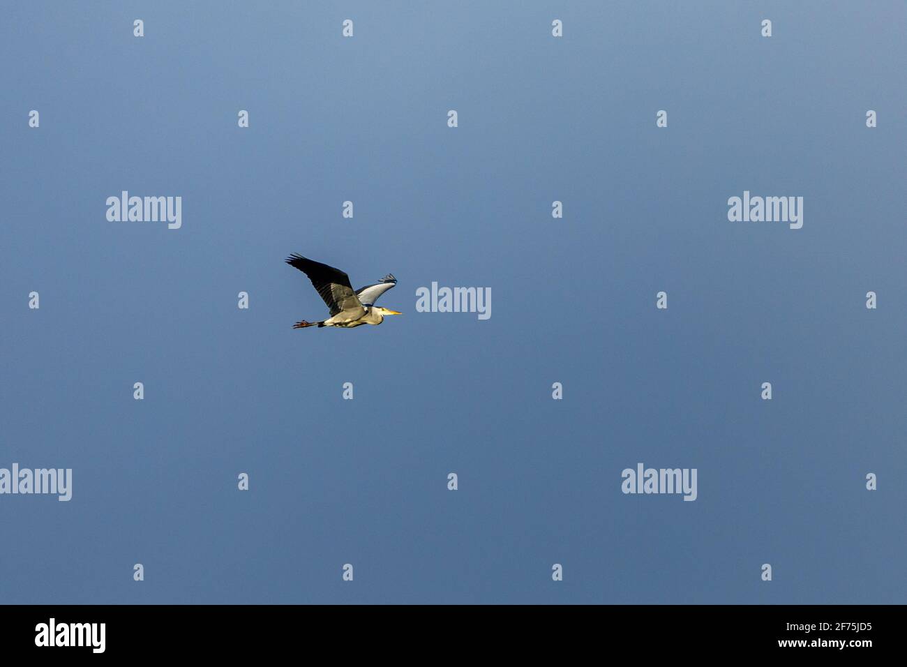 a heron at the flight Stock Photo - Alamy