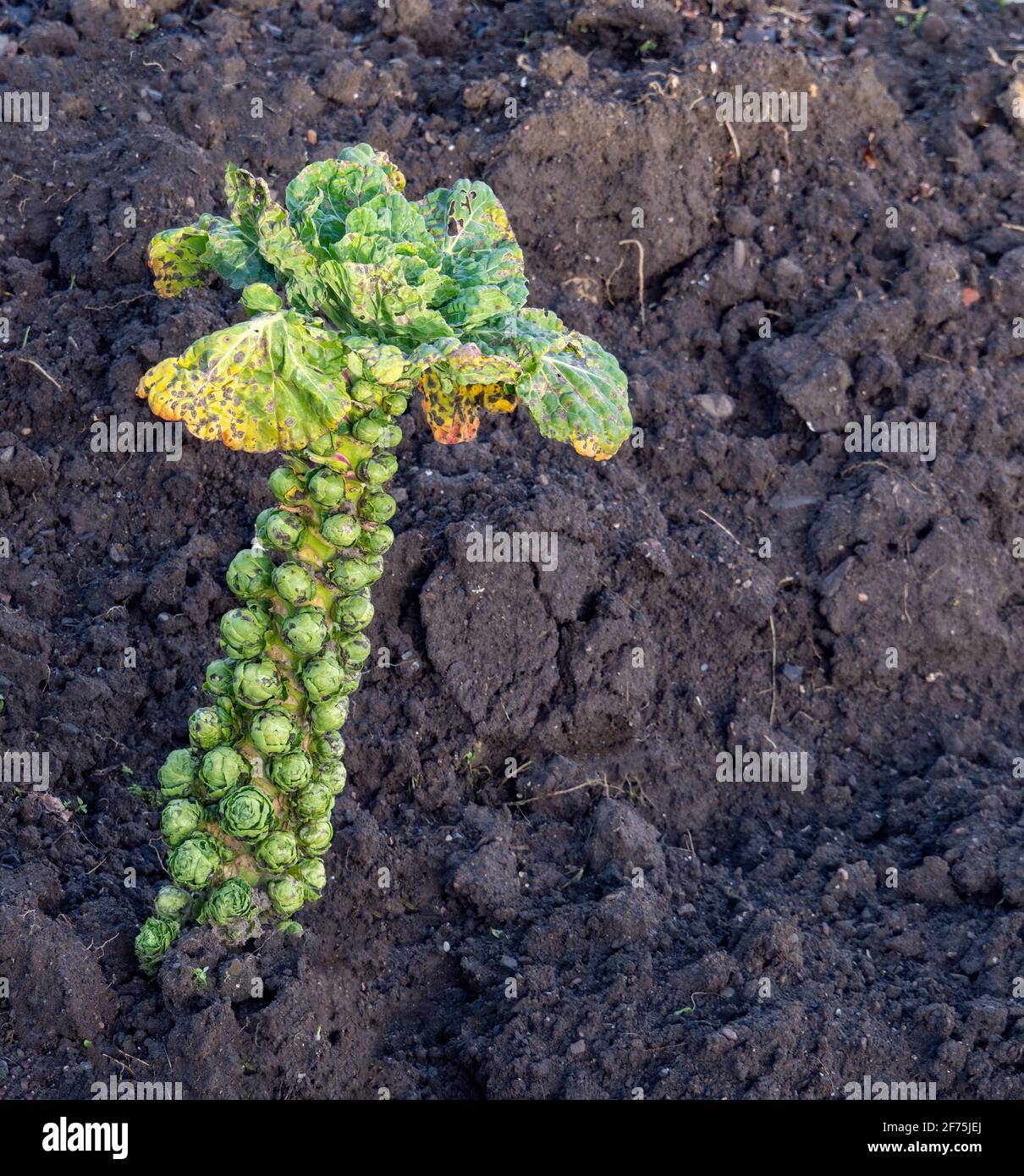 Brussels sprout stalks hi-res stock photography and images - Alamy