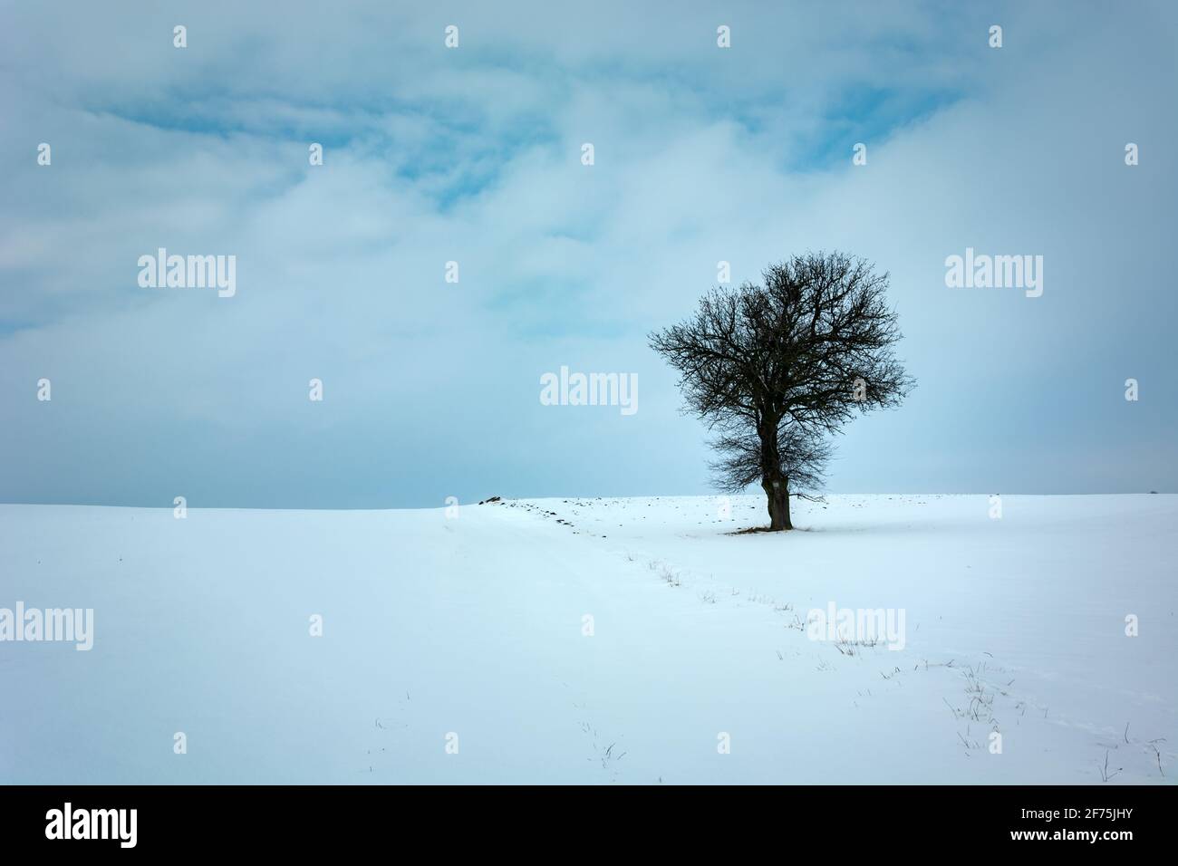 Tree field winter hi-res stock photography and images - Alamy