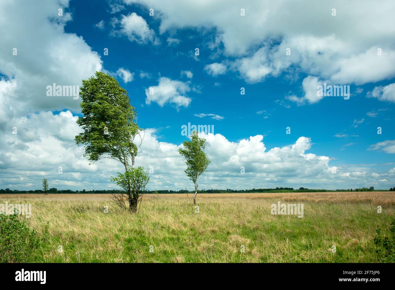 Trees blowing in wind on hi-res stock photography and images - Alamy