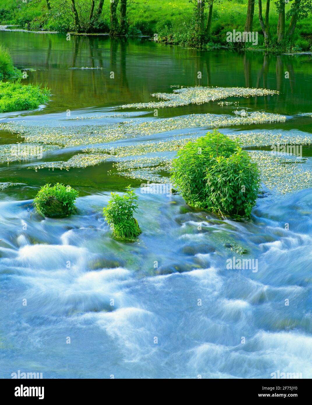 River water crowfoot uk hi-res stock photography and images - Alamy
