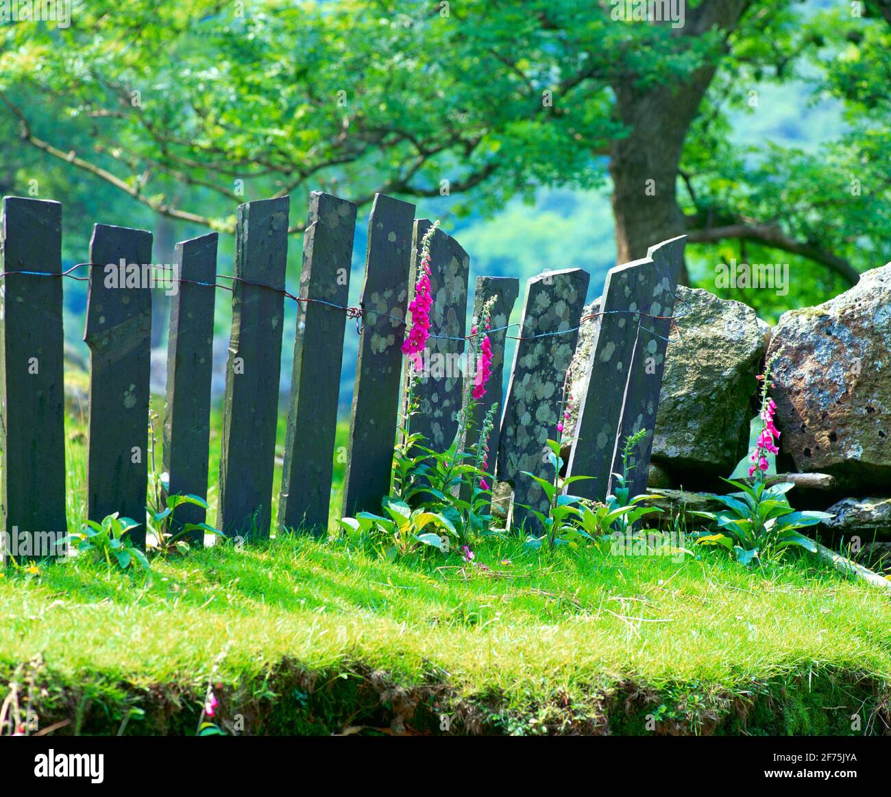 Sheep wales slate hi-res stock photography and images - Alamy