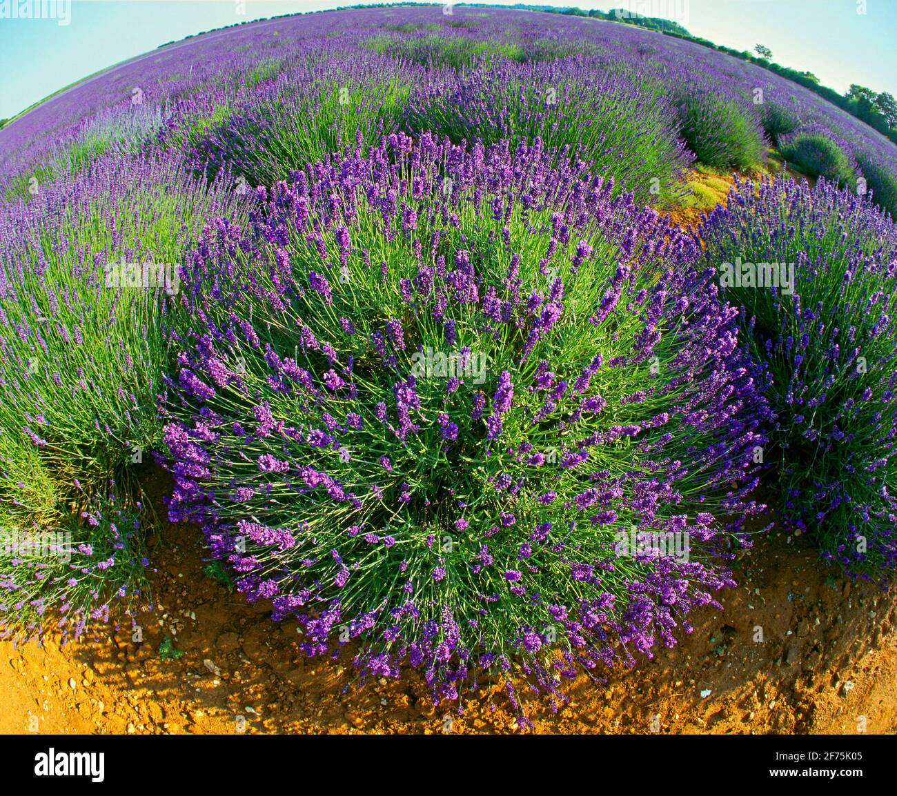 lavender field detail Stock Photo - Alamy