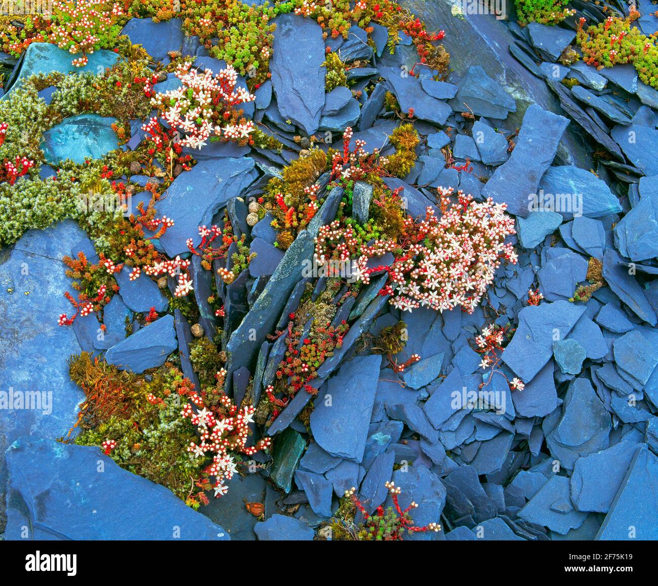Slate ground cover hi-res stock photography and images - Alamy