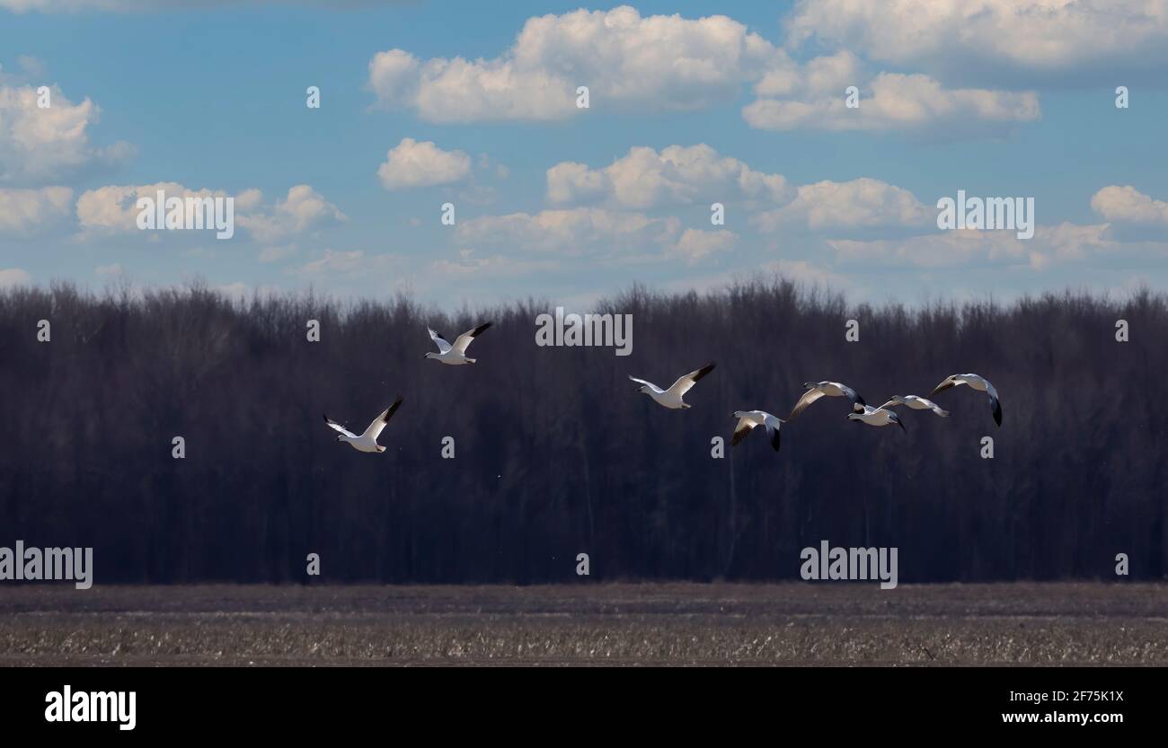 A small flock of migrating snow geese heading north in spring in Canada ...