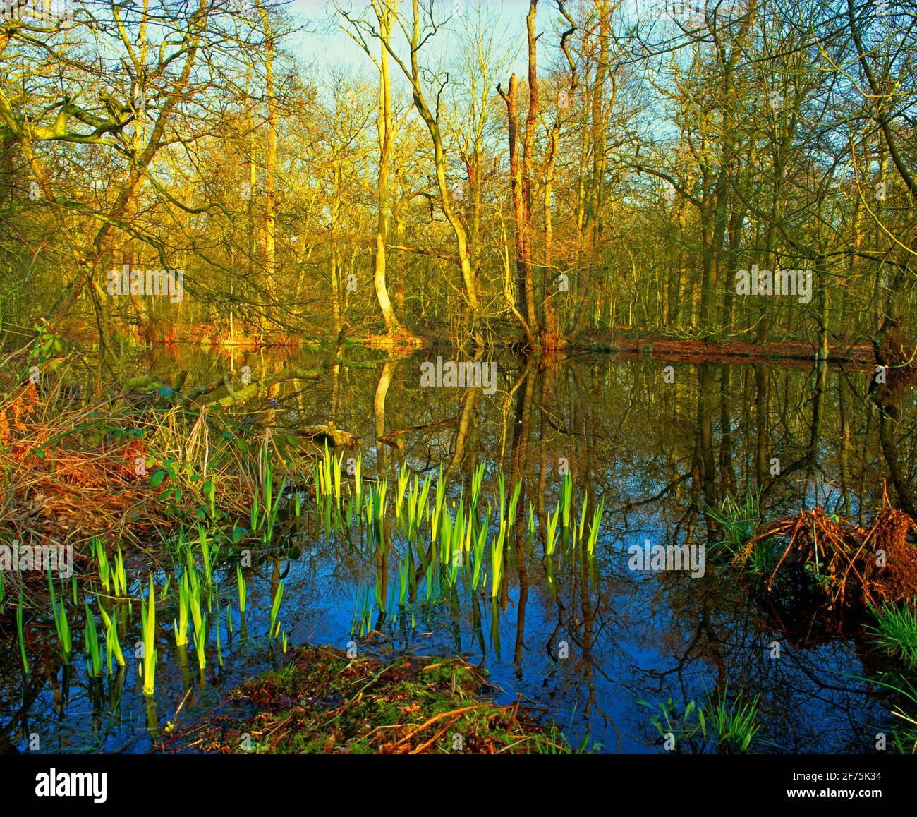 Woodland pool hi-res stock photography and images - Alamy