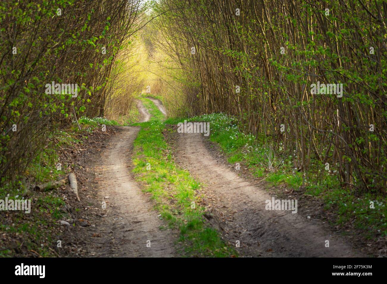 Dirt road through spring forest and sunlight Stock Photo - Alamy