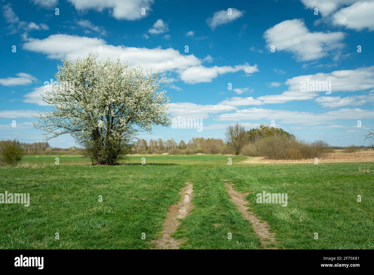 The path to the green meadow and the blooming bush Stock Photo - Alamy