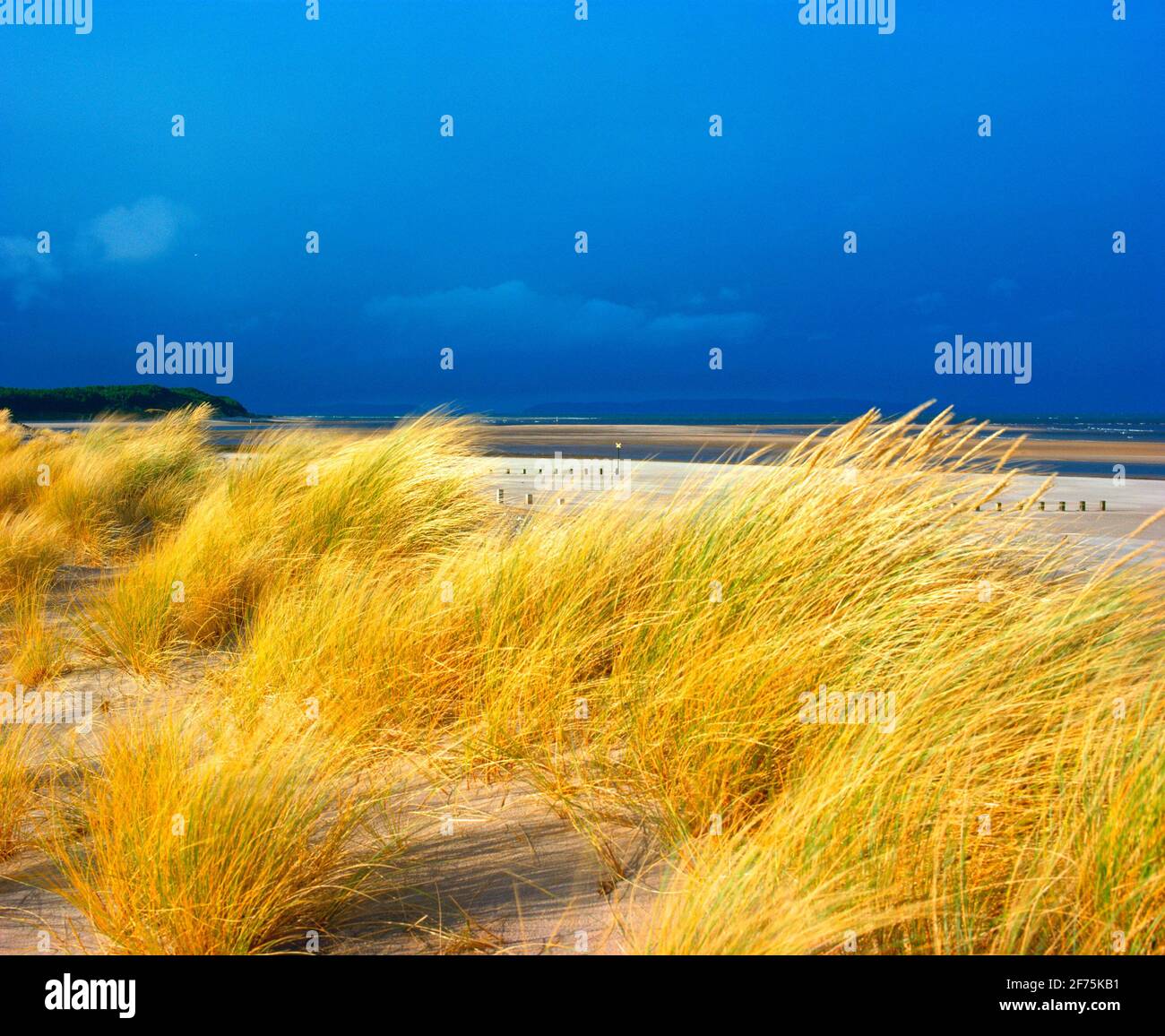 Culbin Forest Scotland High Resolution Stock Photography and Images - Alamy