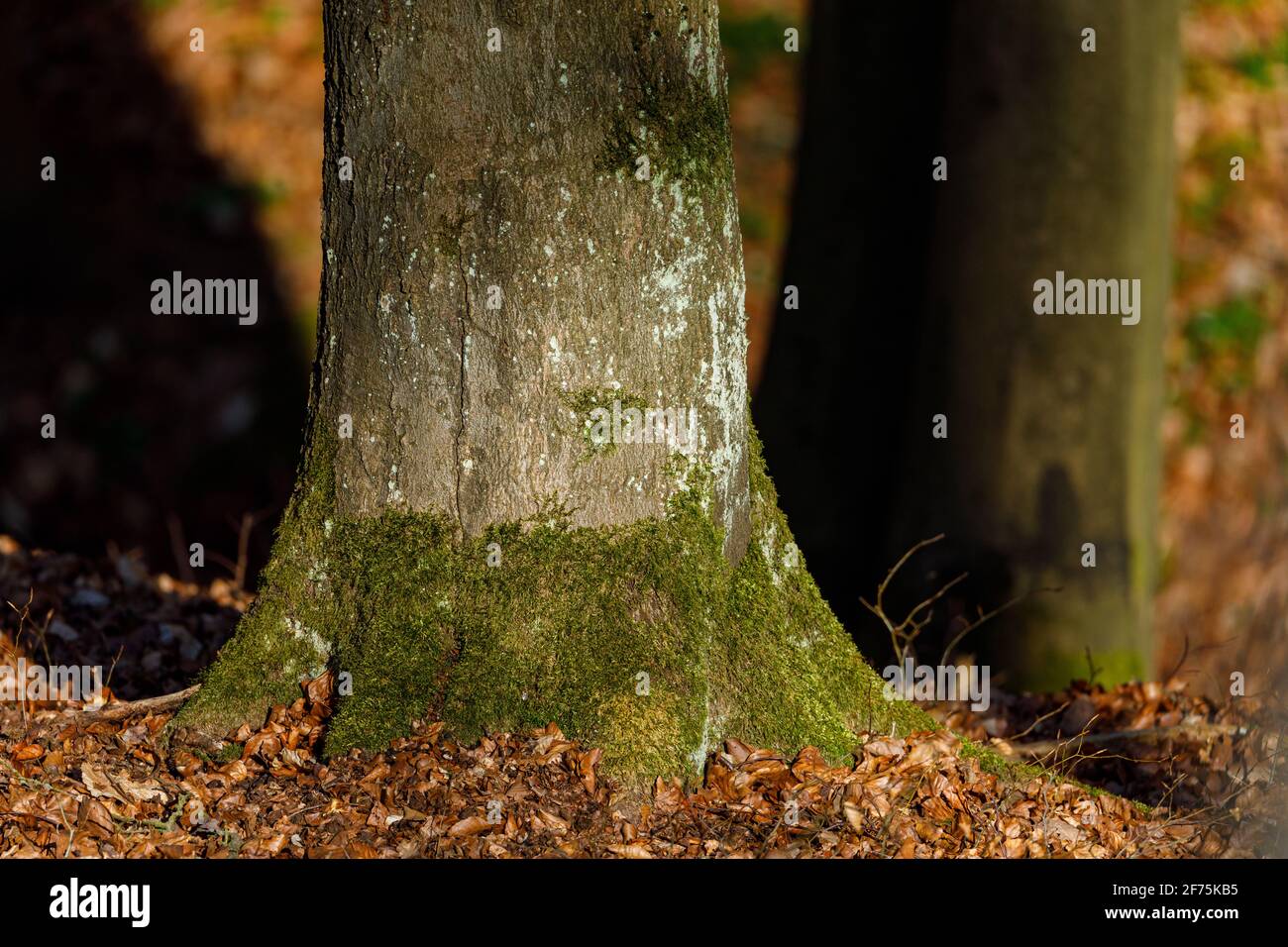 A tree trunk in the forest Stock Photo - Alamy