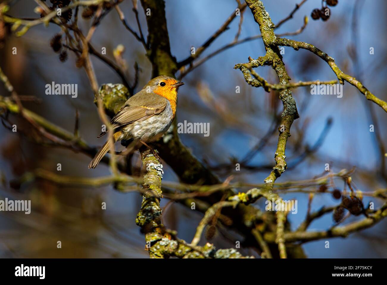 A robin on a branch Stock Photo - Alamy