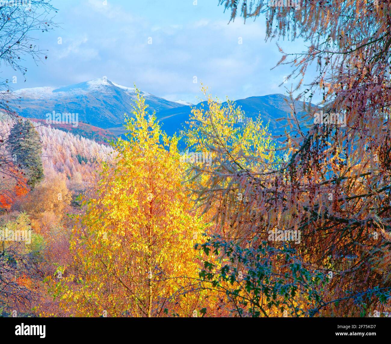 Oak tree through seasons hi-res stock photography and images - Alamy
