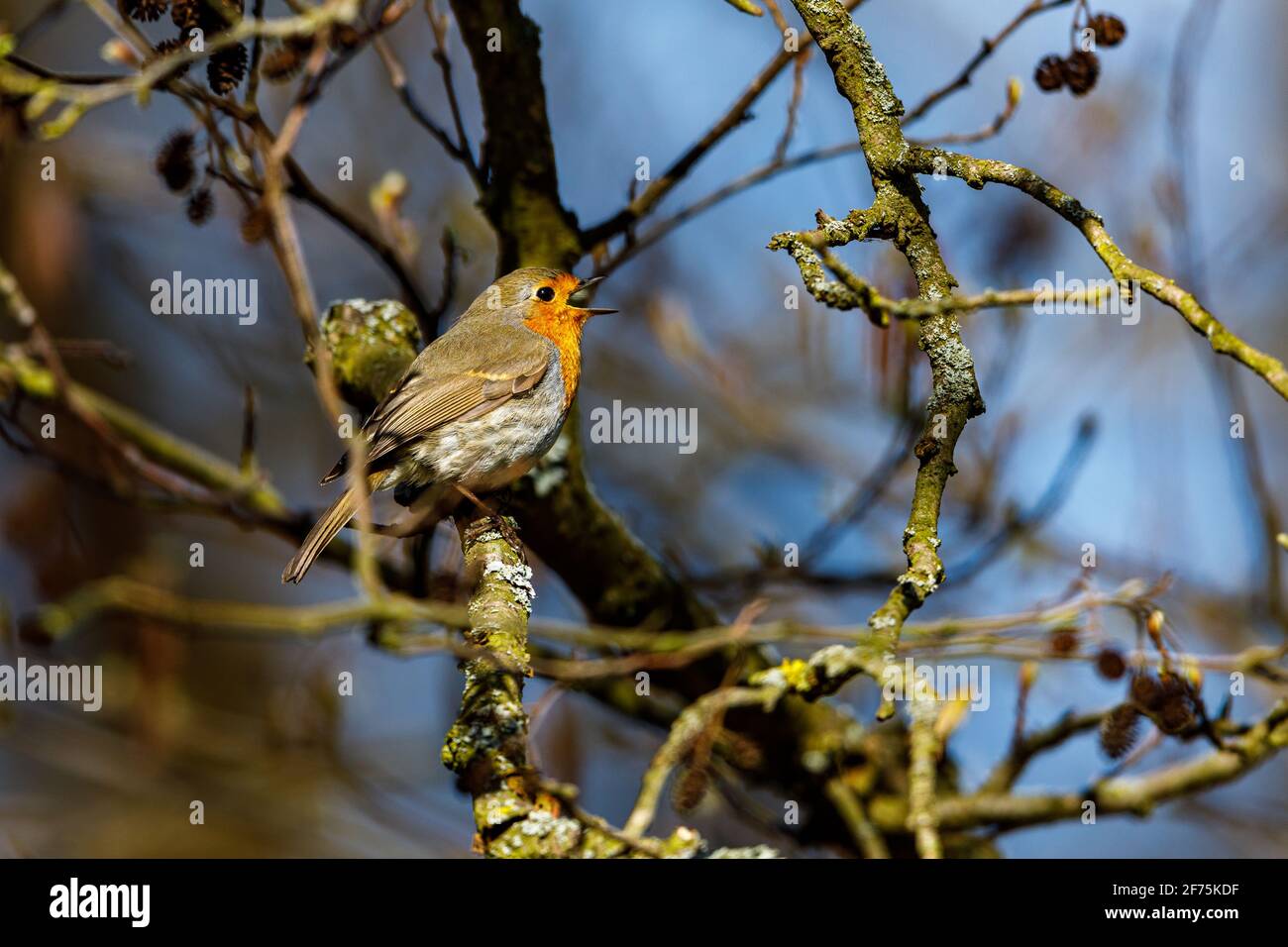 A robin on a branch Stock Photo - Alamy