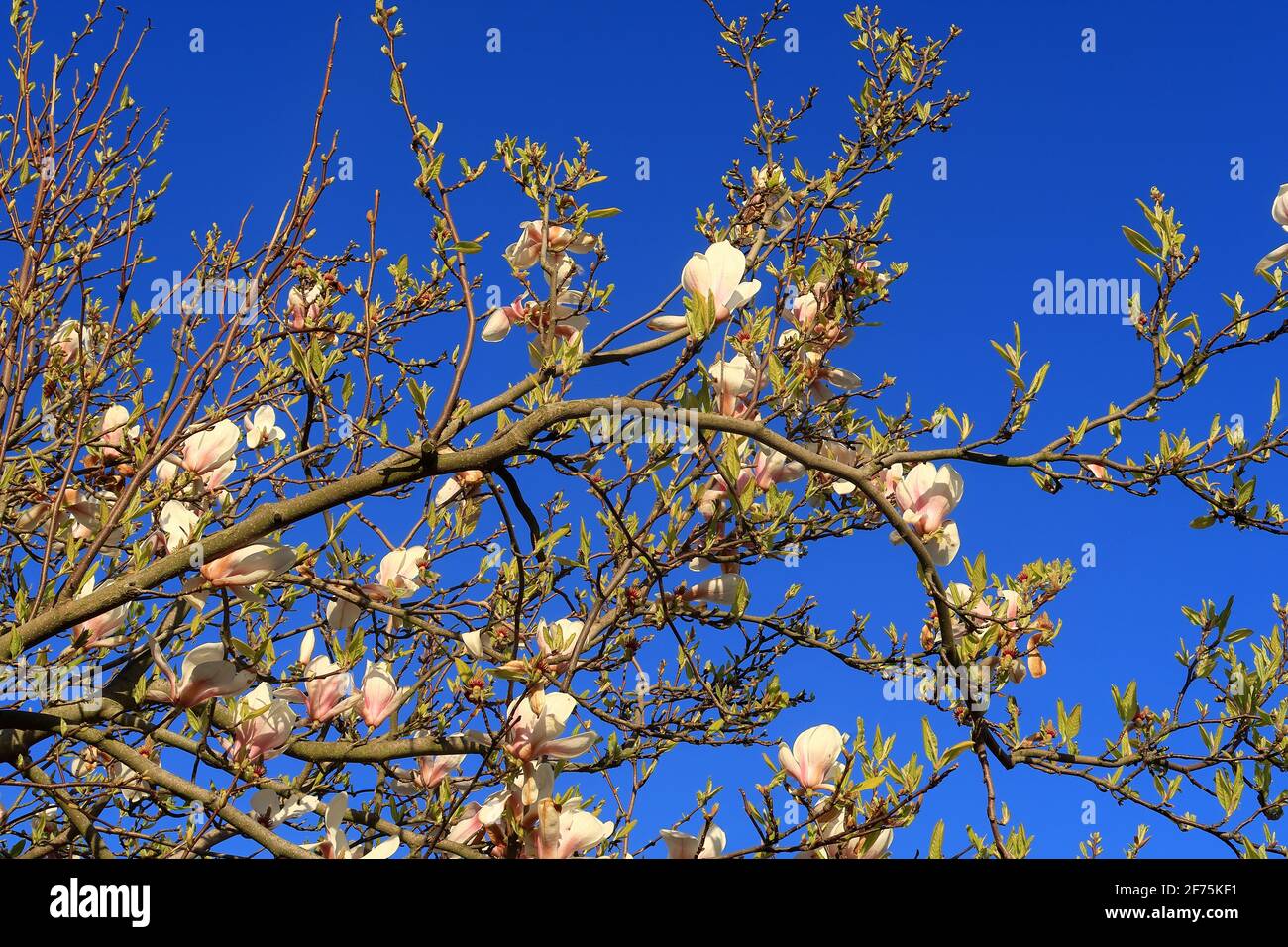 Evergreen magnolia trees hi-res stock photography and images - Alamy