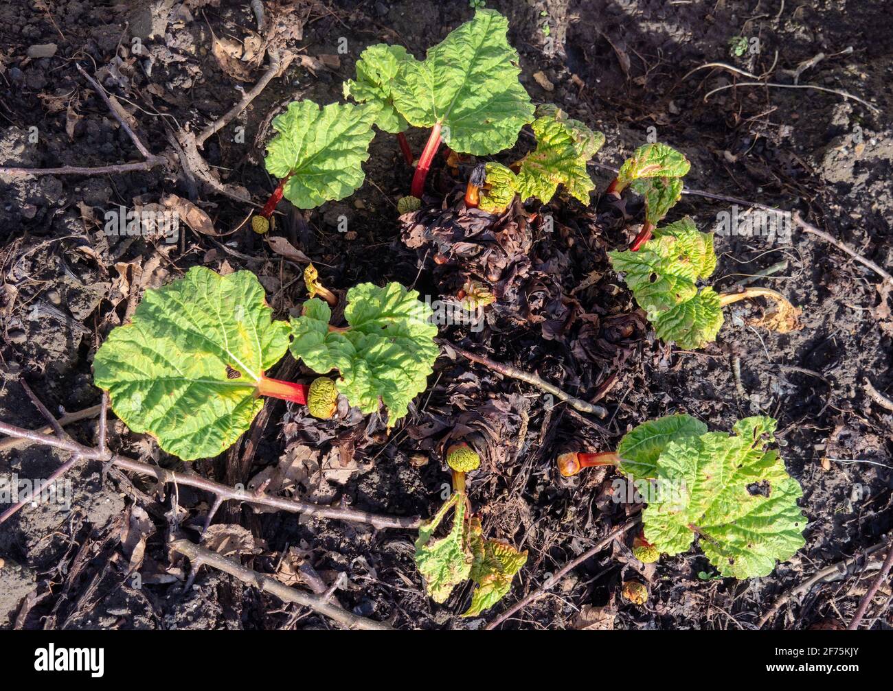 Rhubarb plant. First shoots appear at the end of winter Stock Photo - Alamy