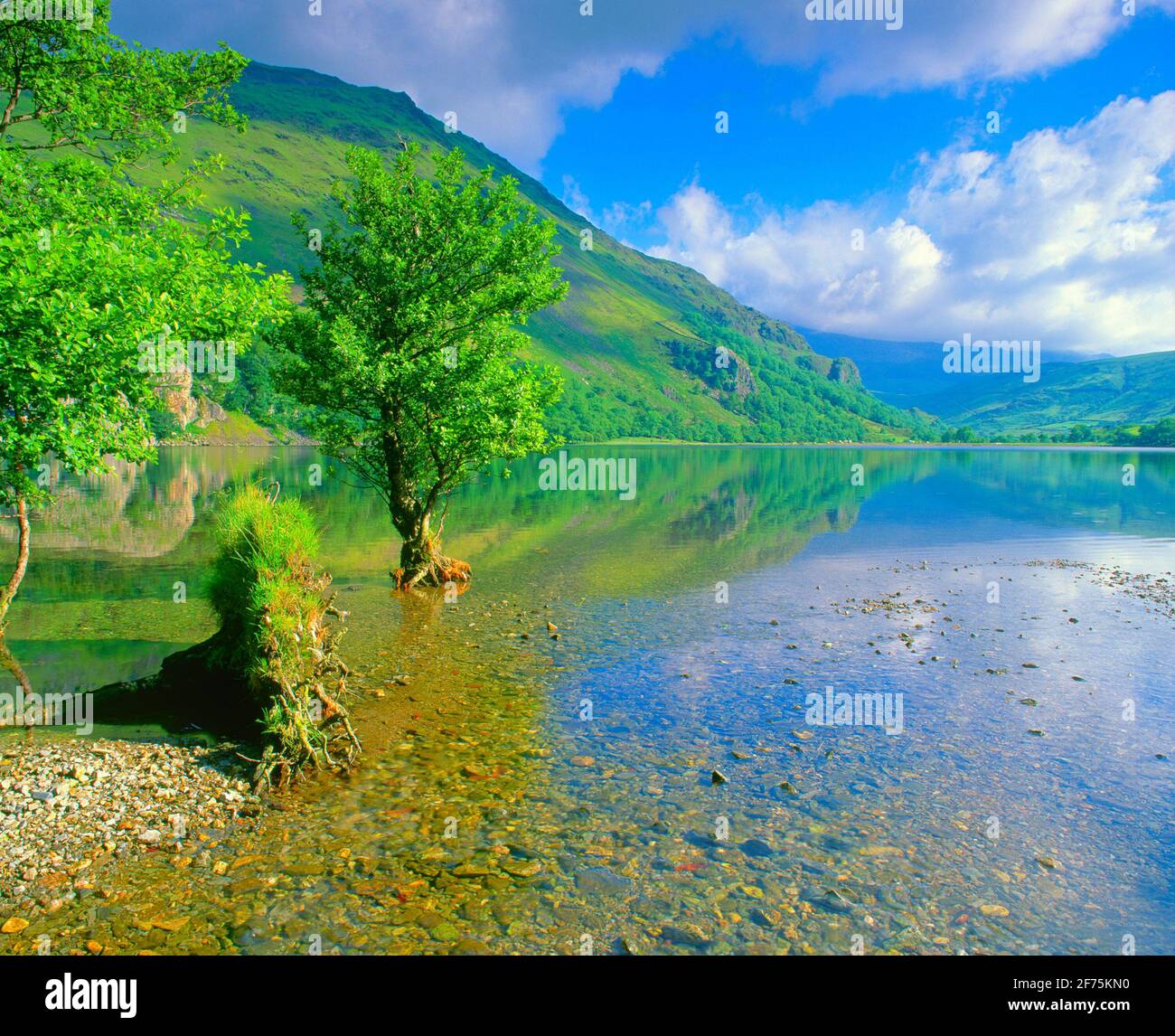 UK, Wales, Snowdonia, Llyn Gwynant, trees in lake Stock Photo - Alamy
