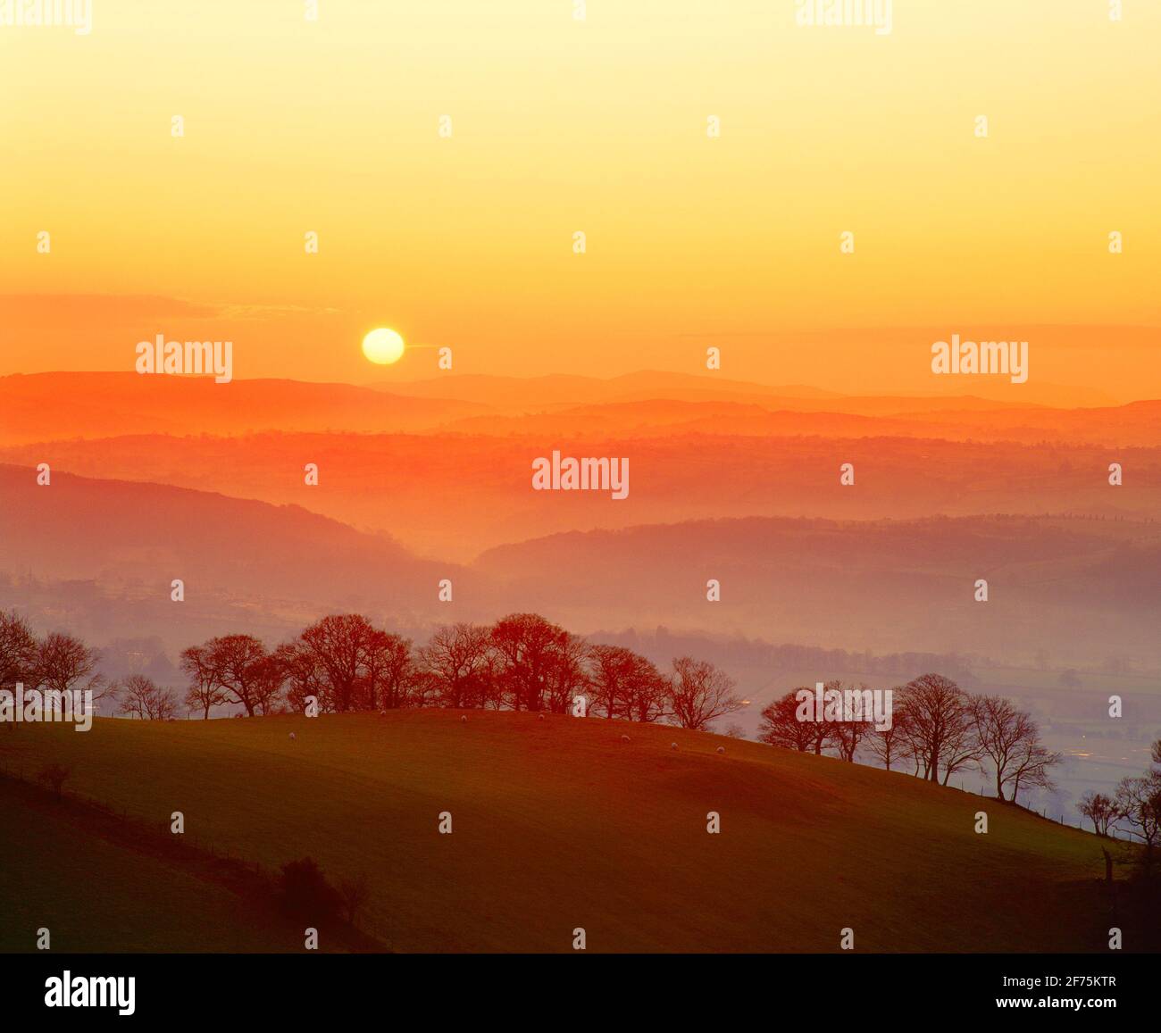 Sheep highlighted by the sun hi-res stock photography and images - Alamy