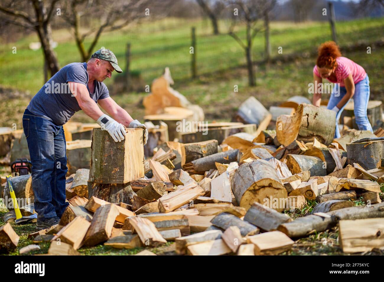 a family working together to prepare firewood for the winter Stock ...
