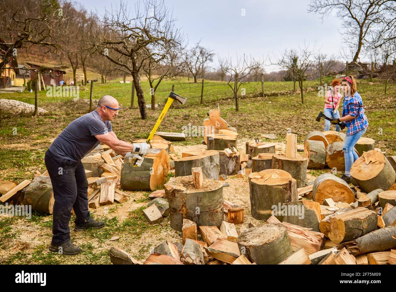 a family working together to prepare firewood for the winter Stock ...