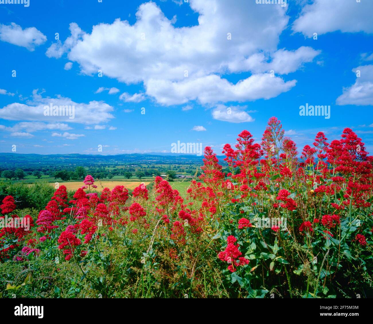 Be riotous with colour hi-res stock photography and images - Alamy
