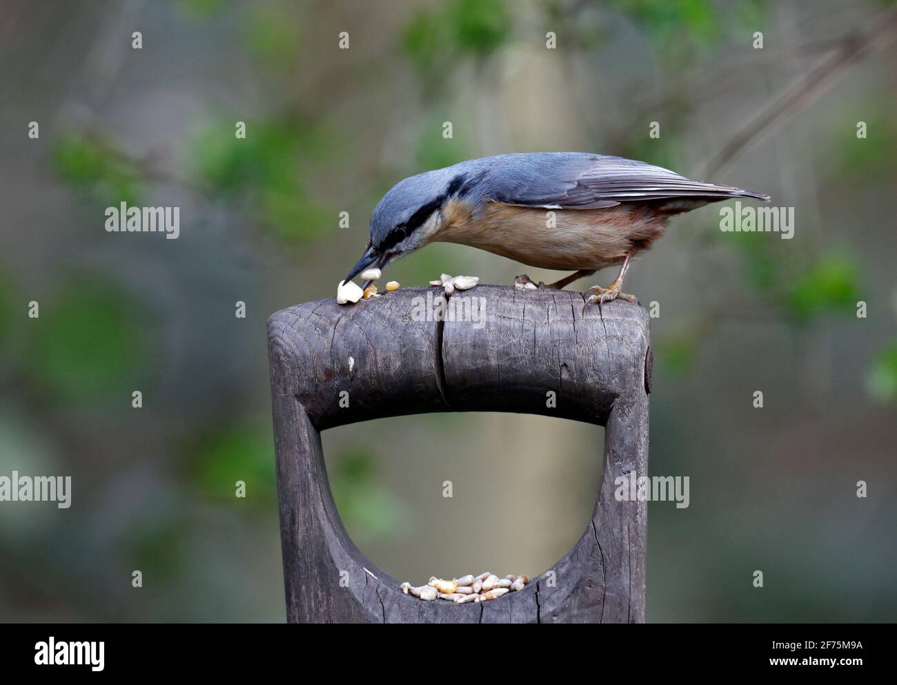 Pictures birds hi-res stock photography and images - Alamy