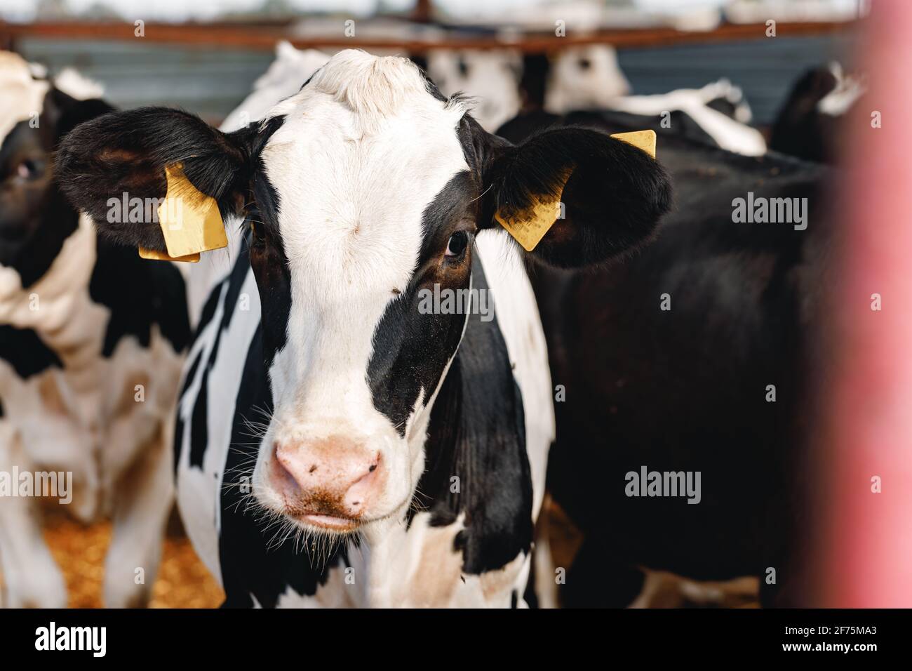 Spotty cow hi-res stock photography and images - Alamy