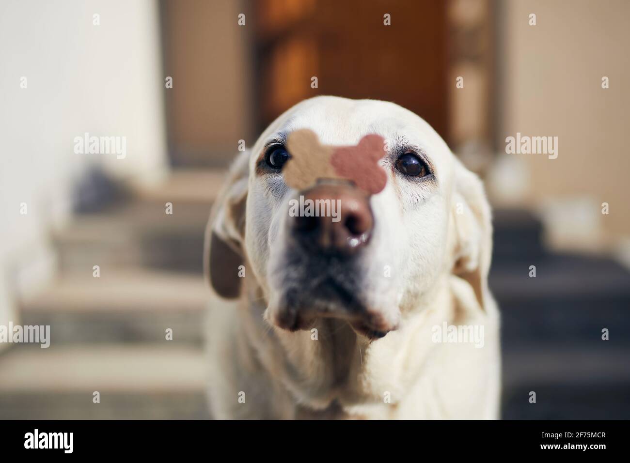 Labrador retriever shape hi-res stock photography and images - Alamy