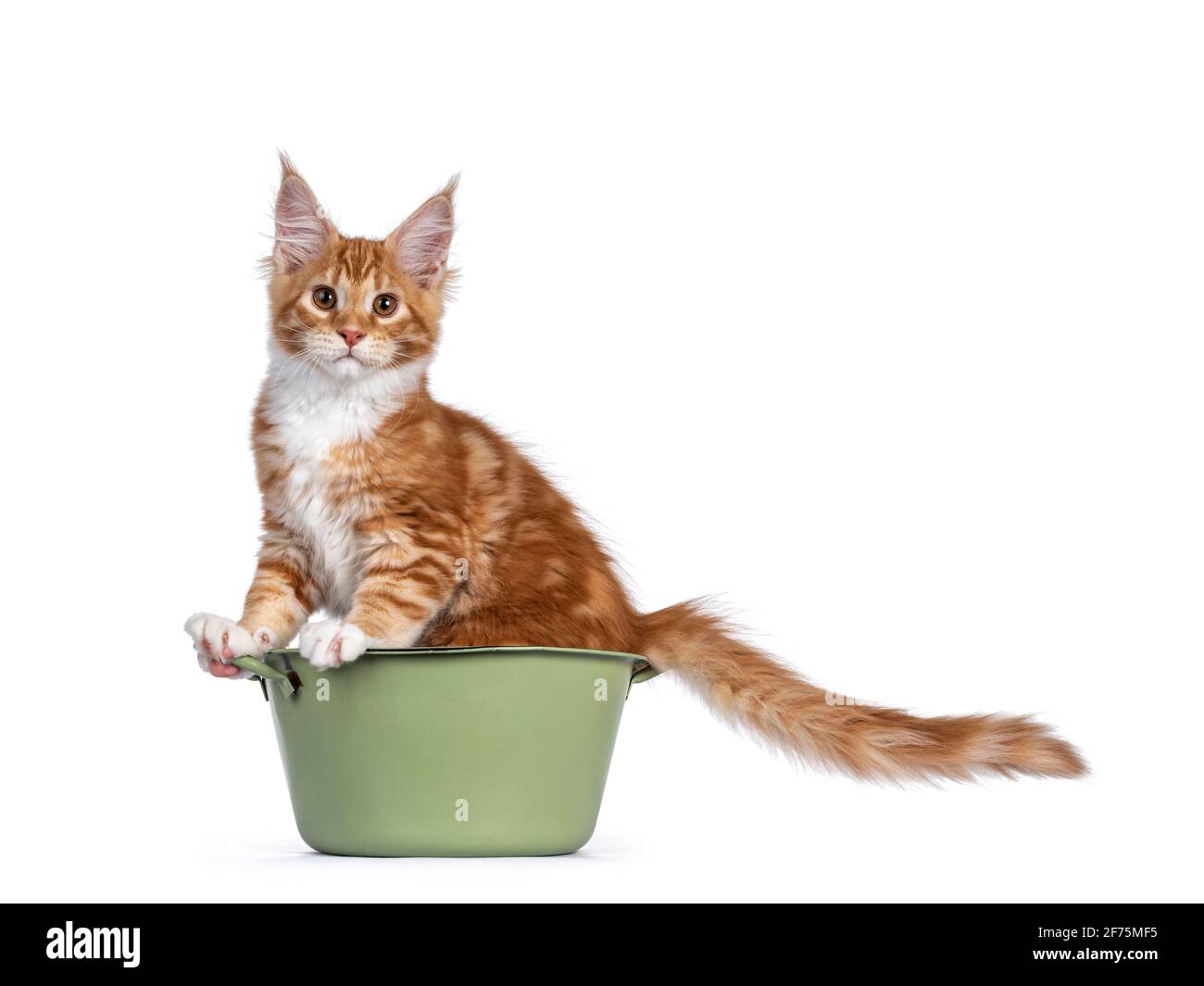 Cute red with white maine coon cat kitten, sitting a bit akward in ...