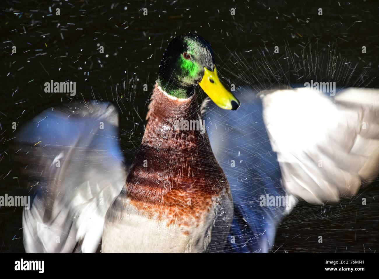 Mallard Duck, flapping wings Stock Photo - Alamy