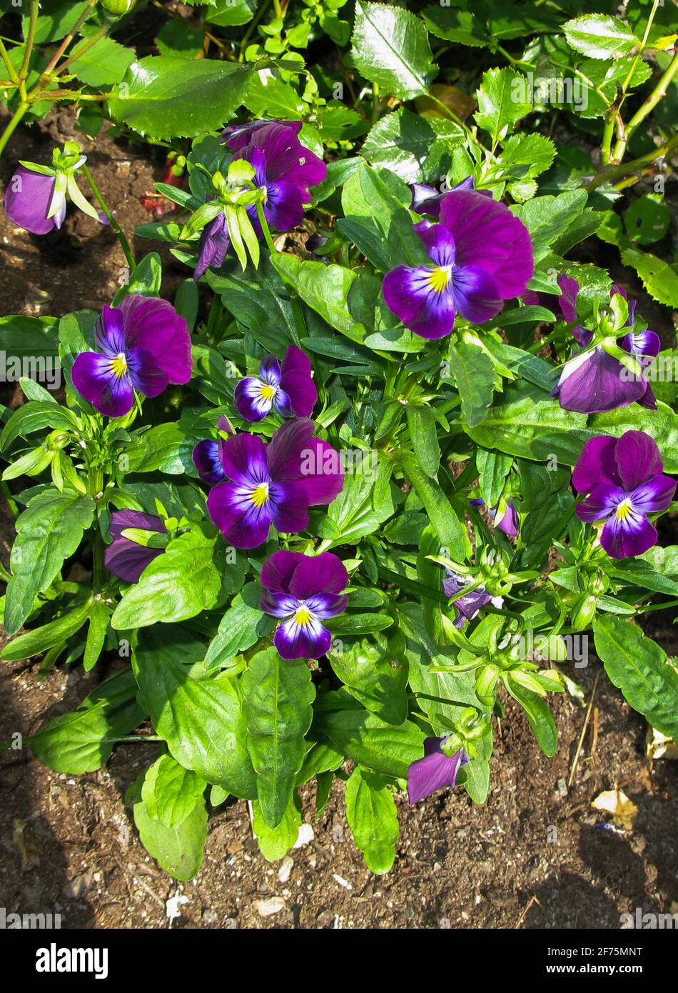 VIOLA family Violaceae Stock Photo - Alamy
