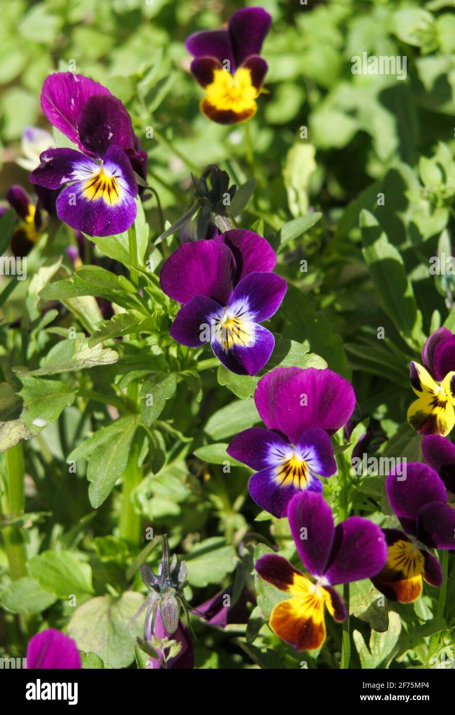 VIOLA family Violaceae Stock Photo - Alamy