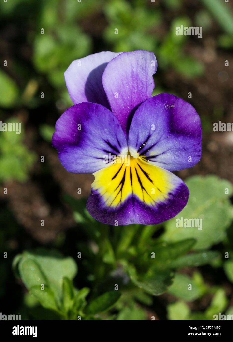 VIOLA family Violaceae Stock Photo - Alamy