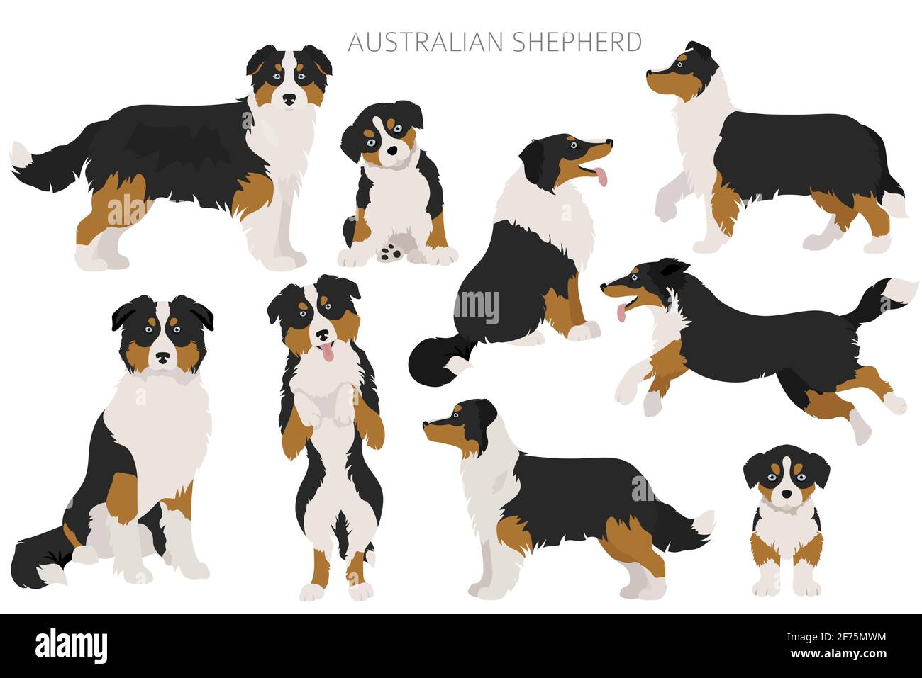 Australian shepherd dogs set. Color varieties, different poses. Dogs ...