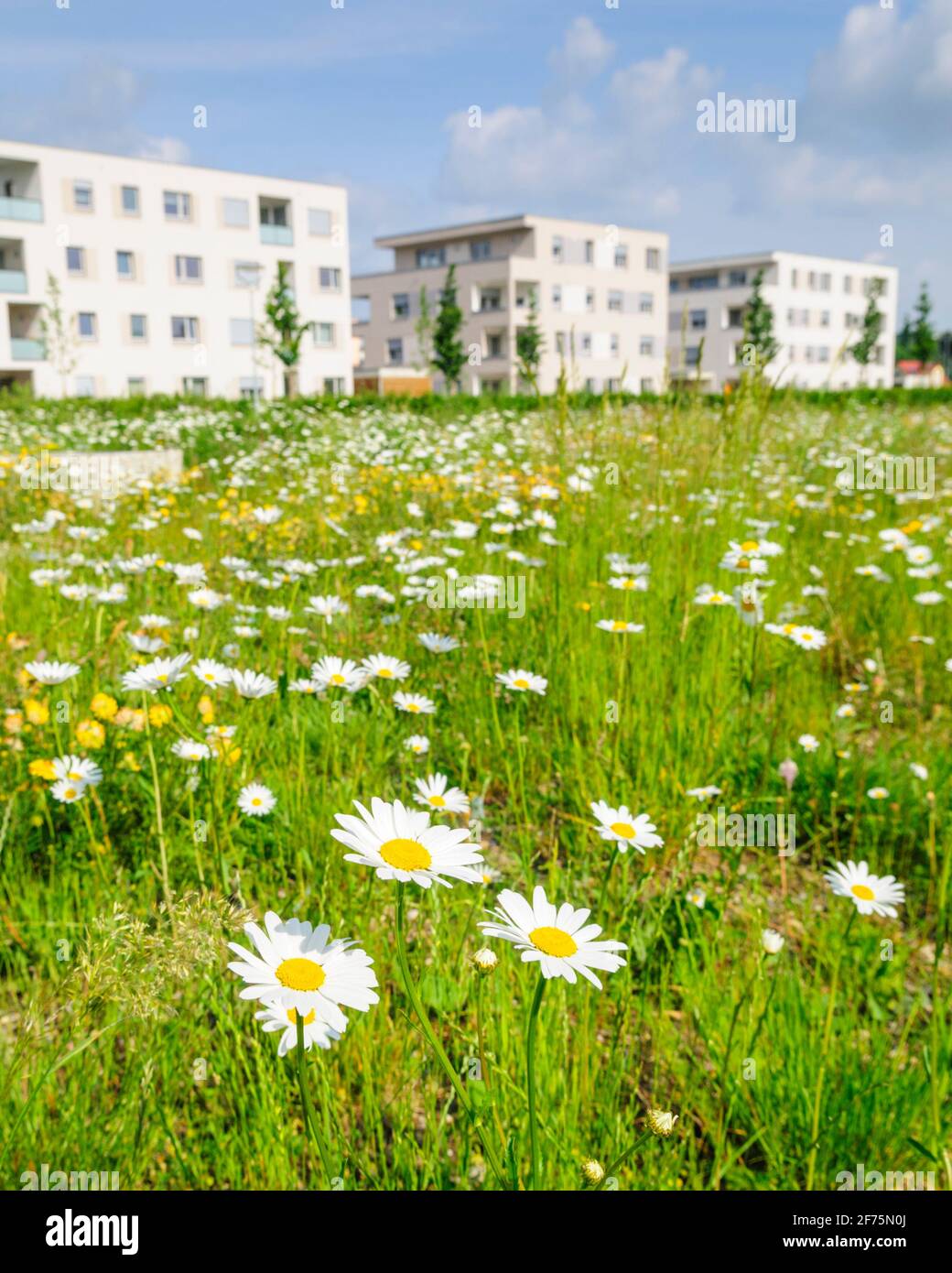 Beautiful springtime nature in urban park Stock Photo - Alamy
