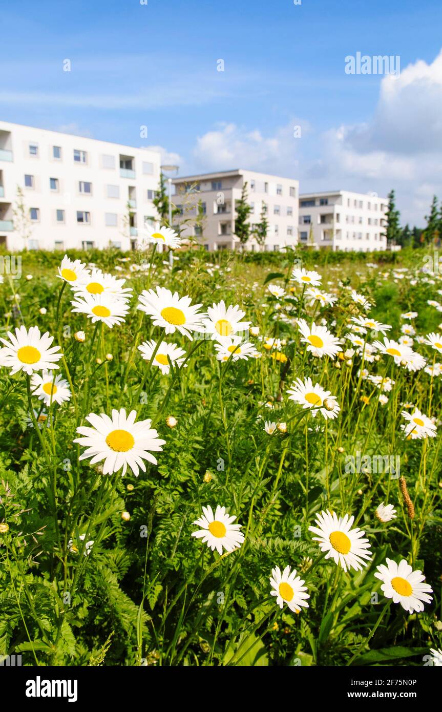 Beautiful springtime nature in urban park Stock Photo - Alamy