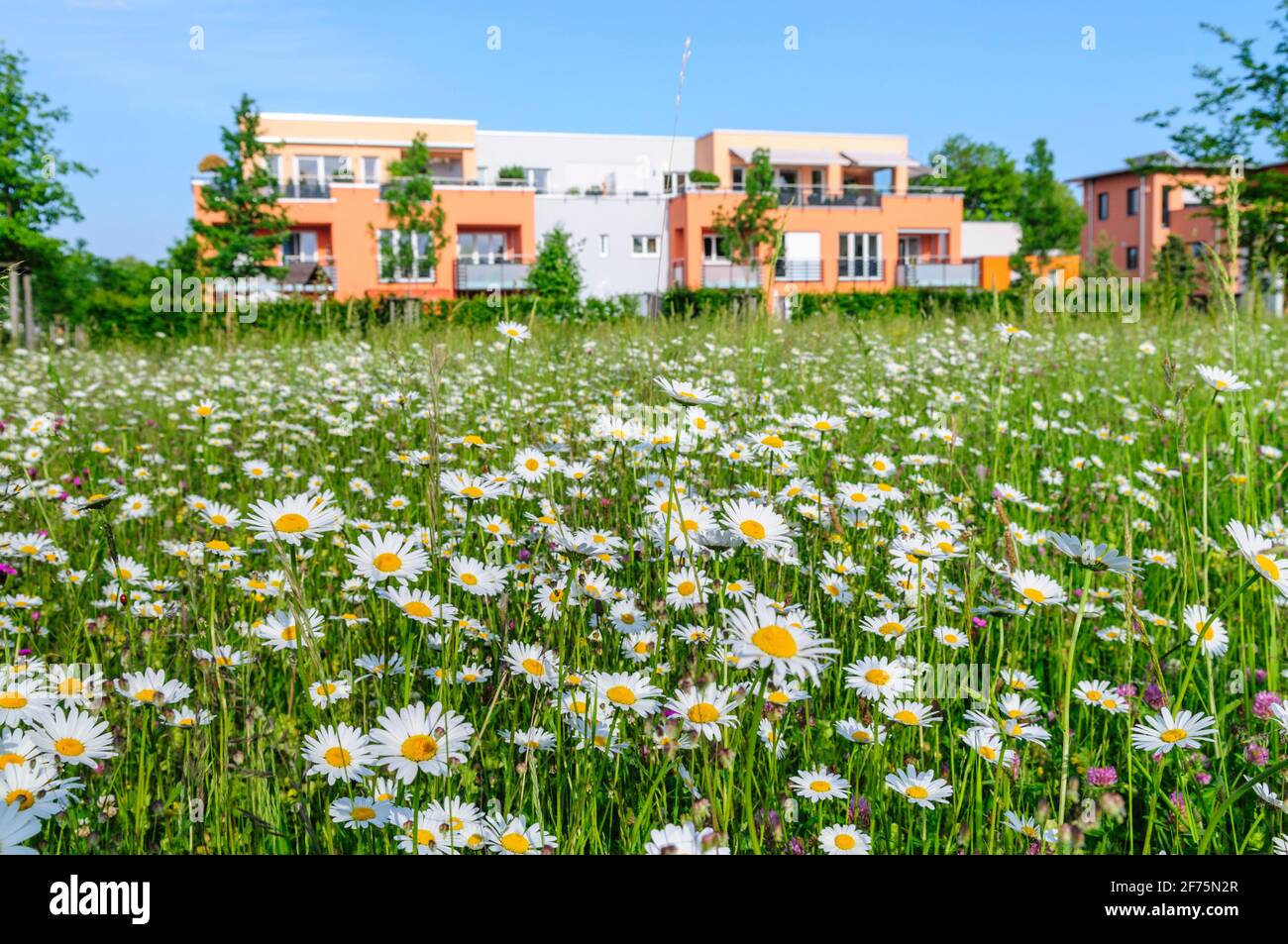 Beautiful springtime nature in urban park Stock Photo - Alamy